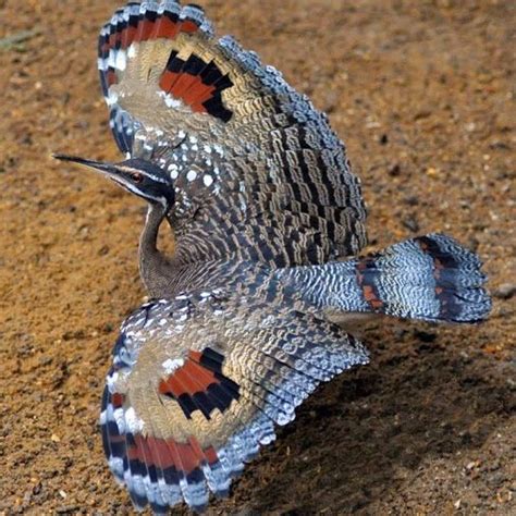 Two Beautiful Birds On The Ground Bird Moth Unique Bird Wings