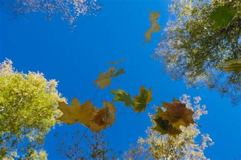Premium Photo Multicolored Leaves Falling From Trees Against The