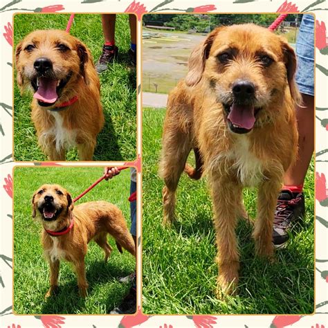 Luv Owner Surrender Animal Id 14671 Date Entered 06292025 Type