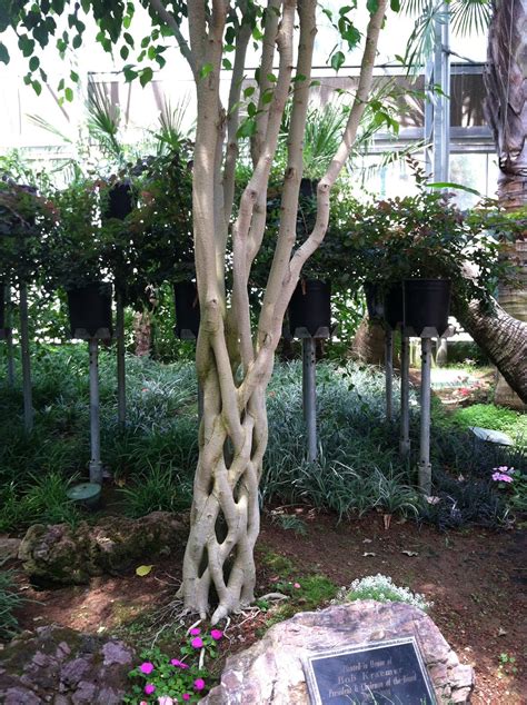 Schwartz Blog Basket Tree