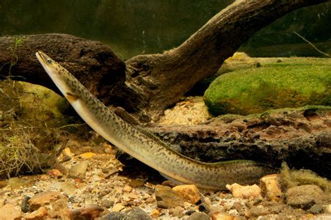 Scientists Track Amazing Eel Migration Waternsw