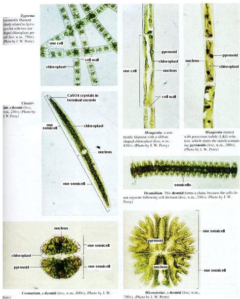 Chlorophytas Botanica General