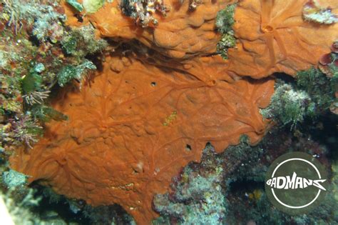 Rust Colored Algae In Fish Tank Aquariumia