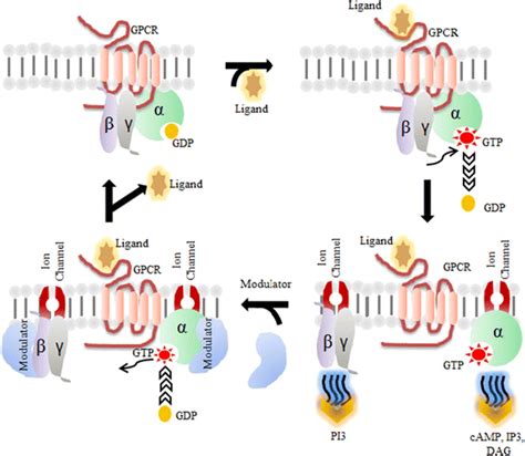Signal Transduction Pathway G Protein