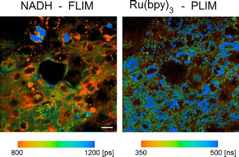 Simultaneous Nad P H Flim Mean And Ru Bpy 3 Plim Ph Of Scc 4 Download Scientific