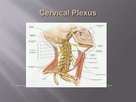 25820 Cervical Plexus Block 1 Pptx