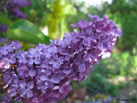 Syrenen Blomstrer