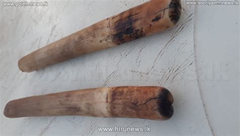 ඇත් දළ සමඟ පුද්ගලයෙක් පොලිස් විශේෂ කාර්ය බලකාය භාරයට Hiru News