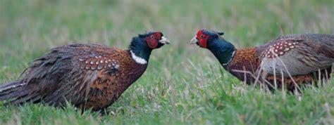 Ramme Jagtforening Ramme Lomborg