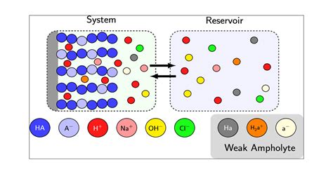 How Charge Regulation Affects Ph Responsive Ampholyte Uptake In Weak Polyelectrolyte Brushes