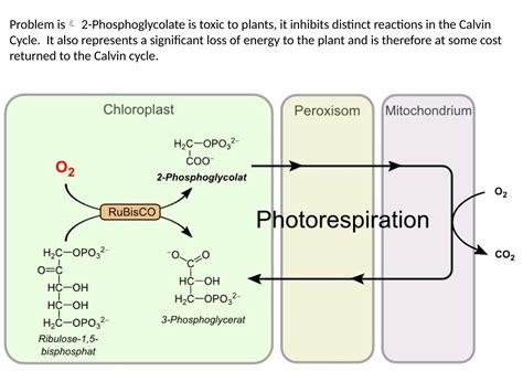 Basic Principles Of Photosynthesis Lecture Note Pptpptx