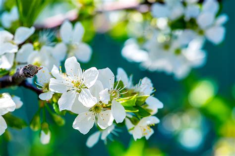 25 Awesome Natural Flowers Hd Images