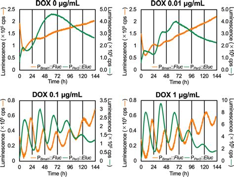 Constitutively Expressed MYC BMAL1 Restores Circadian Rhythmicity In