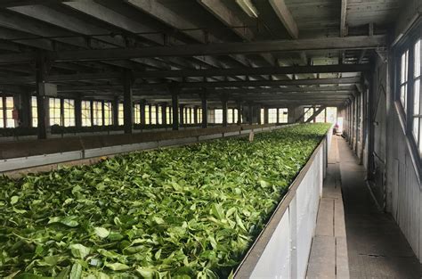 Evergreen Solutions Agriculture Industry Haccp Certified Products