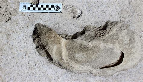 Fossil Footprints Show Humans Stalked Giant Ground Sloth Futurity