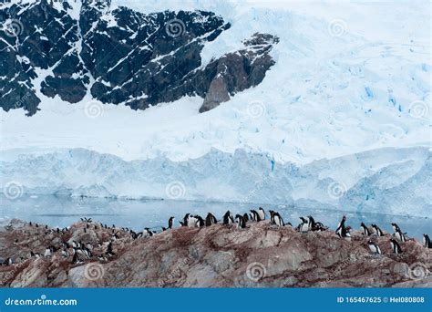 Penguins Gentoo Penguin Pygoscelis Papua Nesting On Rocks In