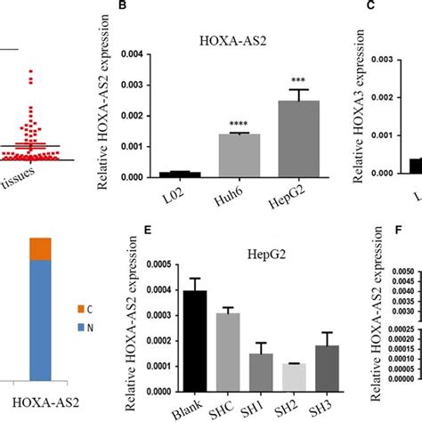 lncrna expression and localization a hoxa‐as2 expression in the
