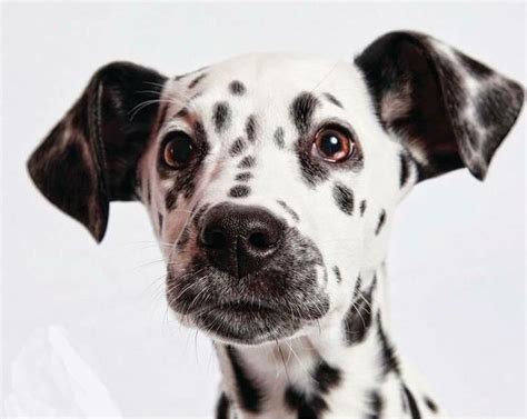 Go Aheadim Listeningim All Ears Rdalmatians