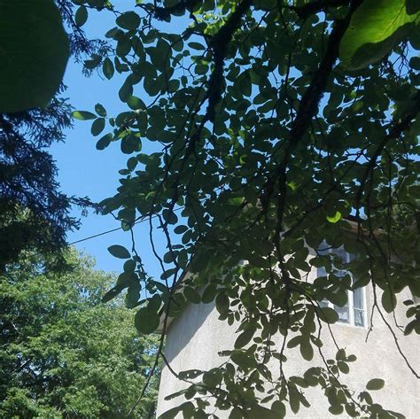 ტყიბულის მუნიციპალიტეტის ძიროვანის საჯარო სკოლა