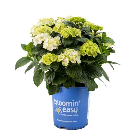 Bloomin Easy 2gallon 75l Bloomin Easy Grin And Tonic Reblooming