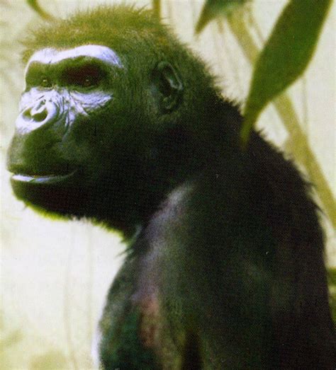 Australopithecus Anamensis Reconstruction