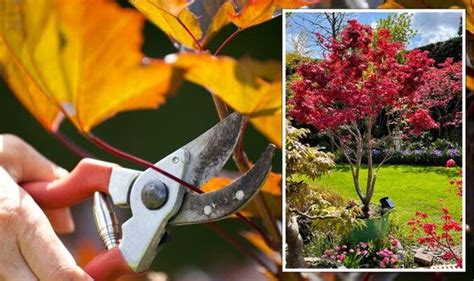 Japanese Maple Pruning How To Prune Acer Trees For A ‘better Finish