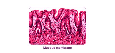 Mucous Membrane Mucosa Definition Function Examples 50 Off