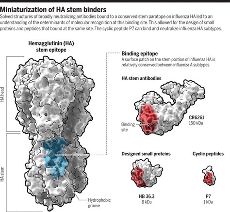 A Peptide Mimic Of An Antibody Science