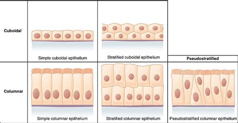 Stratified Columnar Epithelium Diagram Body Tissues Tissues Groups Of
