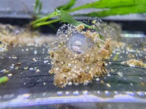 우파루파 알 발달시작 네이버 블로그