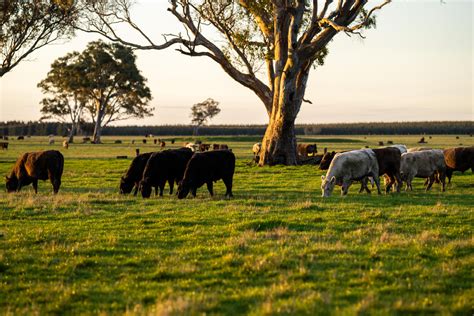Cattle Australia Uniting Grassfed Beef Producers