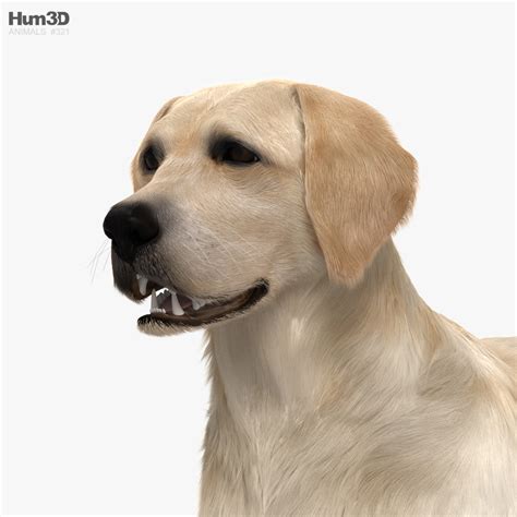 Golden Retriever Modelo 3d Animales On Hum3d