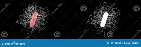 3d Illustration Of A Clostridium Difficile Bacteria Stock Illustration