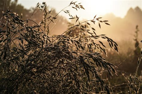 밝은 안개와 태양의 아름다운 아침 풍경 저녁에는 잔디와 덤불의 칼날이 빛납니다 디자인에 대 한 스톡 자연 배경입니다 0명에 대한