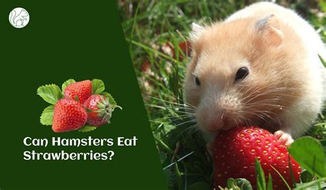 Can Hamsters Eat Strawberries Rodents Info