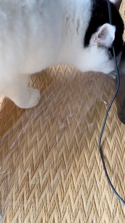 蛇の猫じゃらしを買ってきたら猫の反応が！笑 おもしろ猫動画 かわいい猫動画 みんな猫になれたらいいのに Youtube