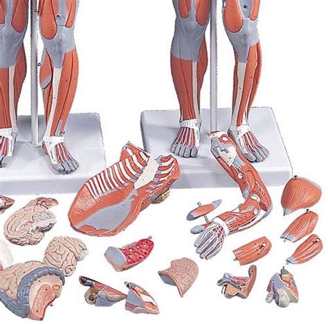 Complete Dual Sex Muscle Model 33 Part B55 Anatomical Parts And Charts