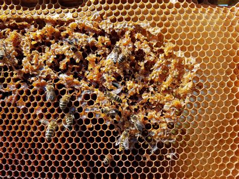 How To Encourage Honeybees To Build Comb BeeKeepClub