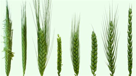 Wheat Genome And Its Many Mysteries Decoded Two Decades After The Human Genome Firstpost