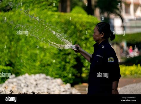 Unidentified Vietnamese Woman With Conical Hat Watering Grass In A Park