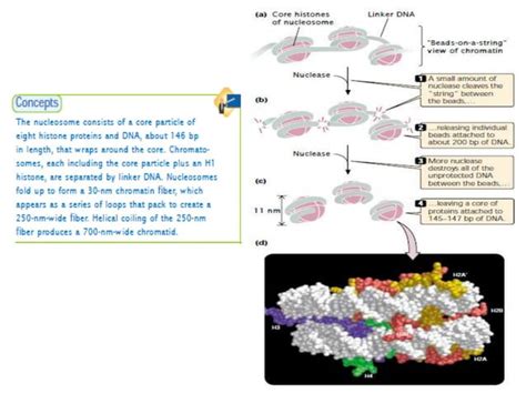 Chromosomes Structure And Function Drkamelsh Shah Psshda Kadi Ppt Biological Sciences