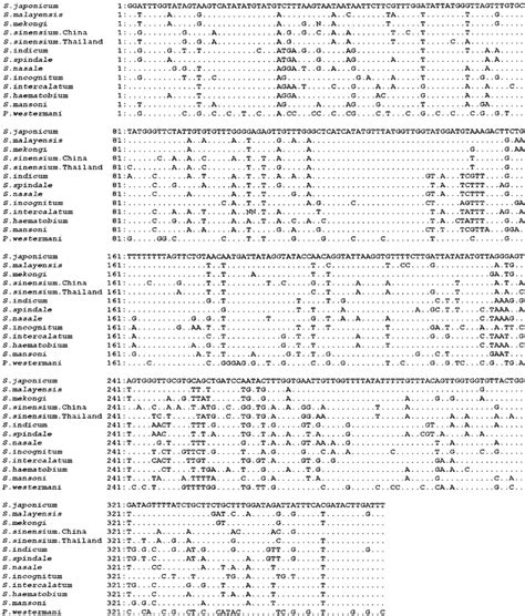 A Nucleotide Sequence Alignment Of Part Of The Mitochondrial