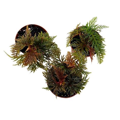 Begonia Bipinnatifida 2 Inch Set Of 3 Fern Leaf Begonia Tiny Mini Pixie
