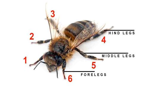 Honey Bee Anatomy At Daryl Wherry Blog