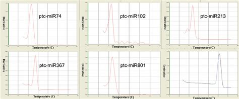 Dissociation Curves Of P Cathayana Candidate Mirnas Dissociation