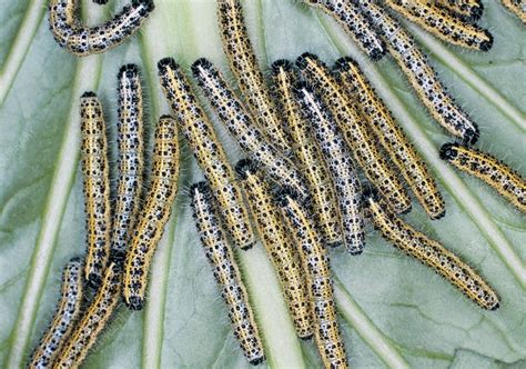 Cabbage White Butterfly Caterpillars Stock Image C0016600