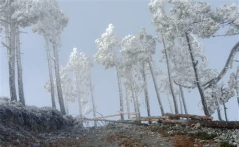 Cerro Del Potosí En Nl Se Tiñe De Blanco Por Bajas Temperaturas