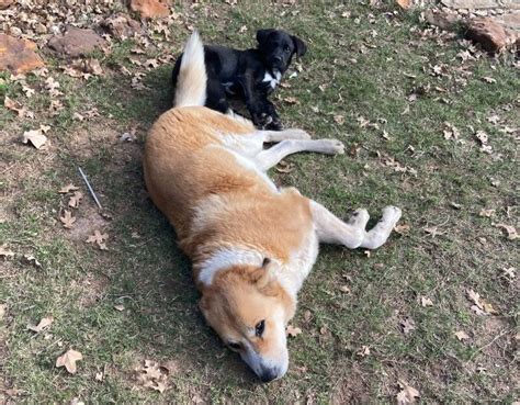 Puppies And Algorithms