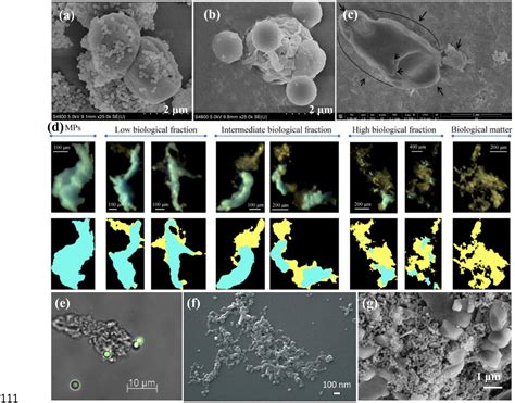 Open Access A Review Of Microplastics Aggregation In Aquatic
