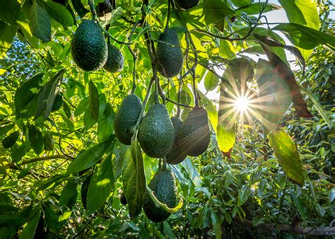 Avocado Varieties
